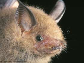 Costa Rica Bat Jungle | Monteverde Tours