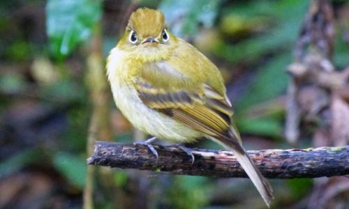 Monteverde Tours | Things to do in Monteverde Costa Rica